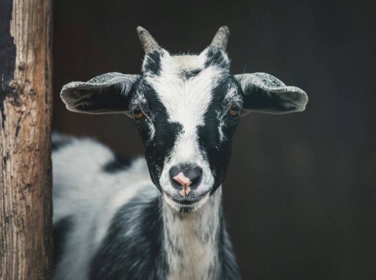 The Ultimate Guide to Choosing Goat Breeds for Your Small Homestead ...
